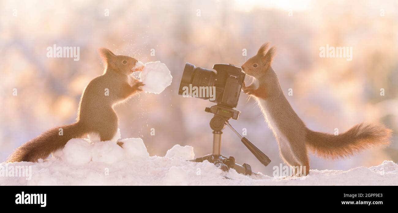 red squirrels standing with an snowball and camera Stock Photo - Alamy