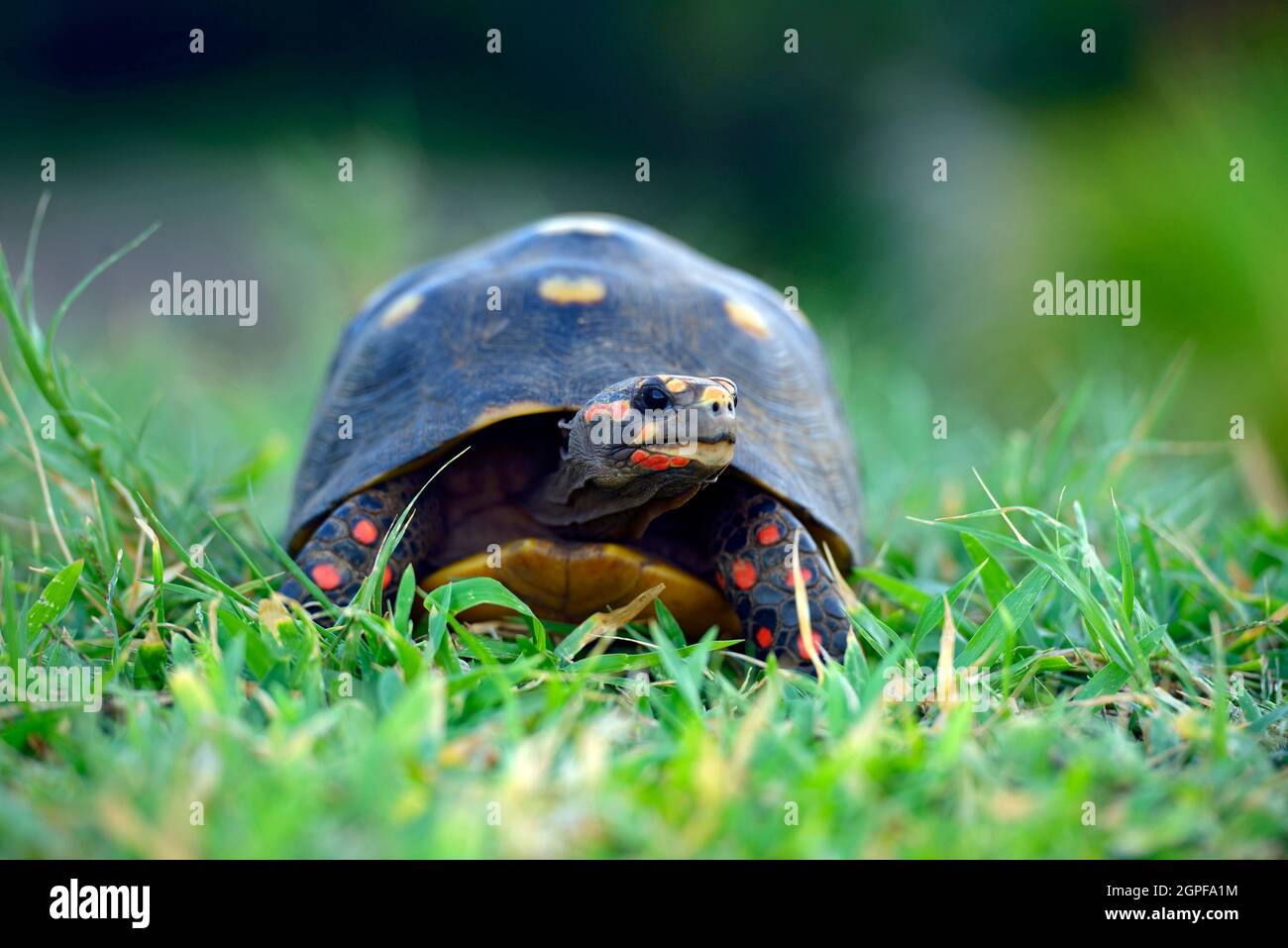 Georges turtle hi-res stock photography and images - Alamy