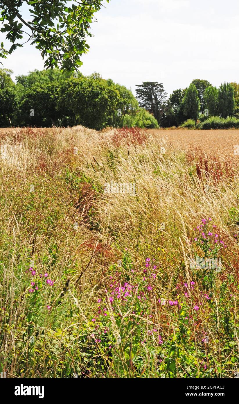 Drainage ditch between two fields, overgrown with wild flowers and ...