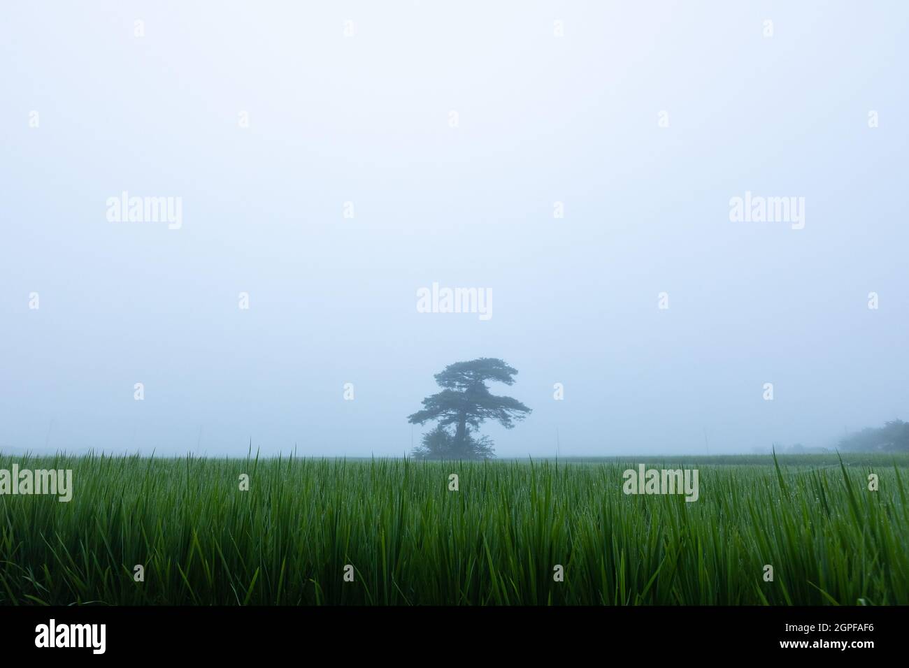 Rural landscape alone tree hi-res stock photography and images - Alamy