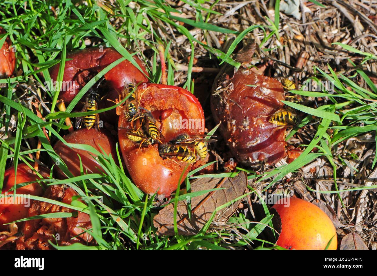 Insects fallen apples hi-res stock photography and images - Alamy