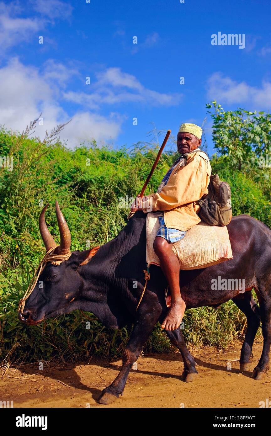 MADAGASCAR, DIEGO SUAREZ, MAN RIDING HIS ZEBU Stock Photo - Alamy