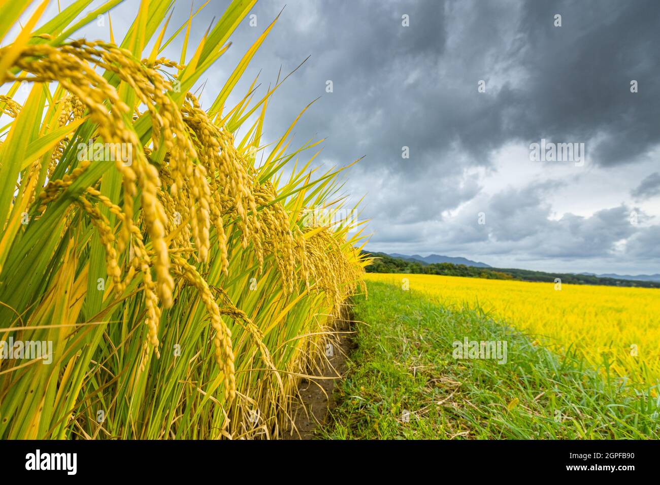 beautiful golden rice field in autumn in the countryside, Gyeongju ...