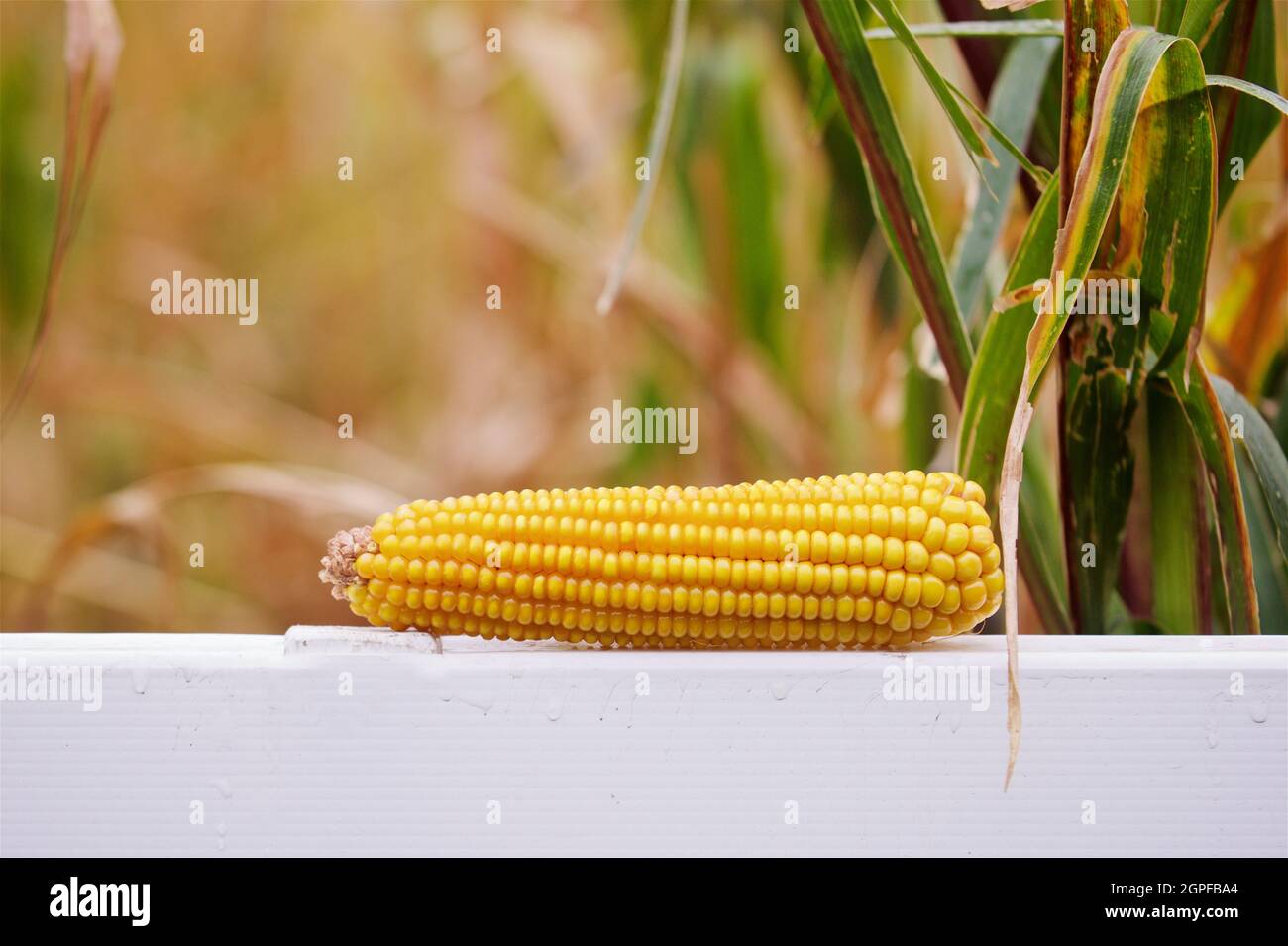 Mold on corn cob hi-res stock photography and images - Alamy