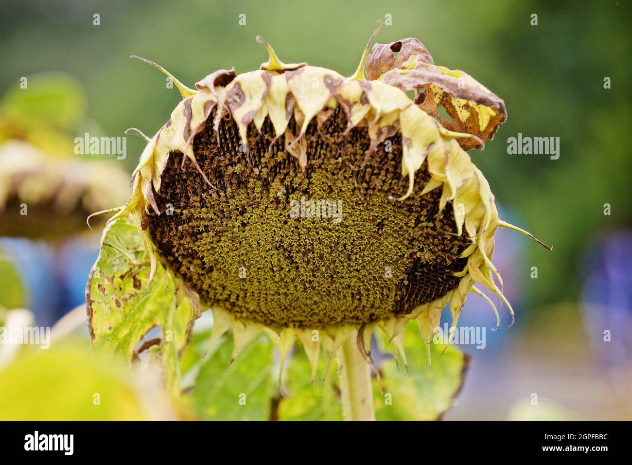 Dead sunflower field hi-res stock photography and images - Alamy