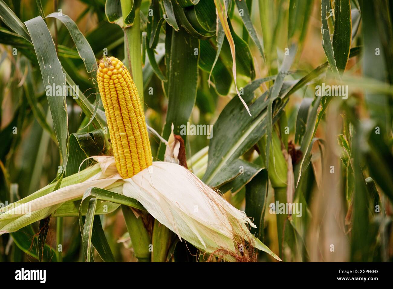 Mold on corn cob hi-res stock photography and images - Alamy