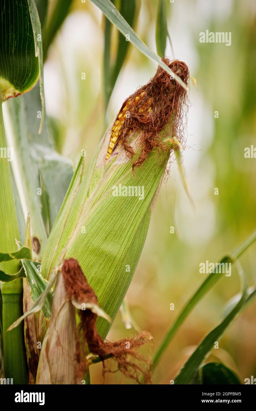 Maize corn seed head in hi-res stock photography and images - Alamy