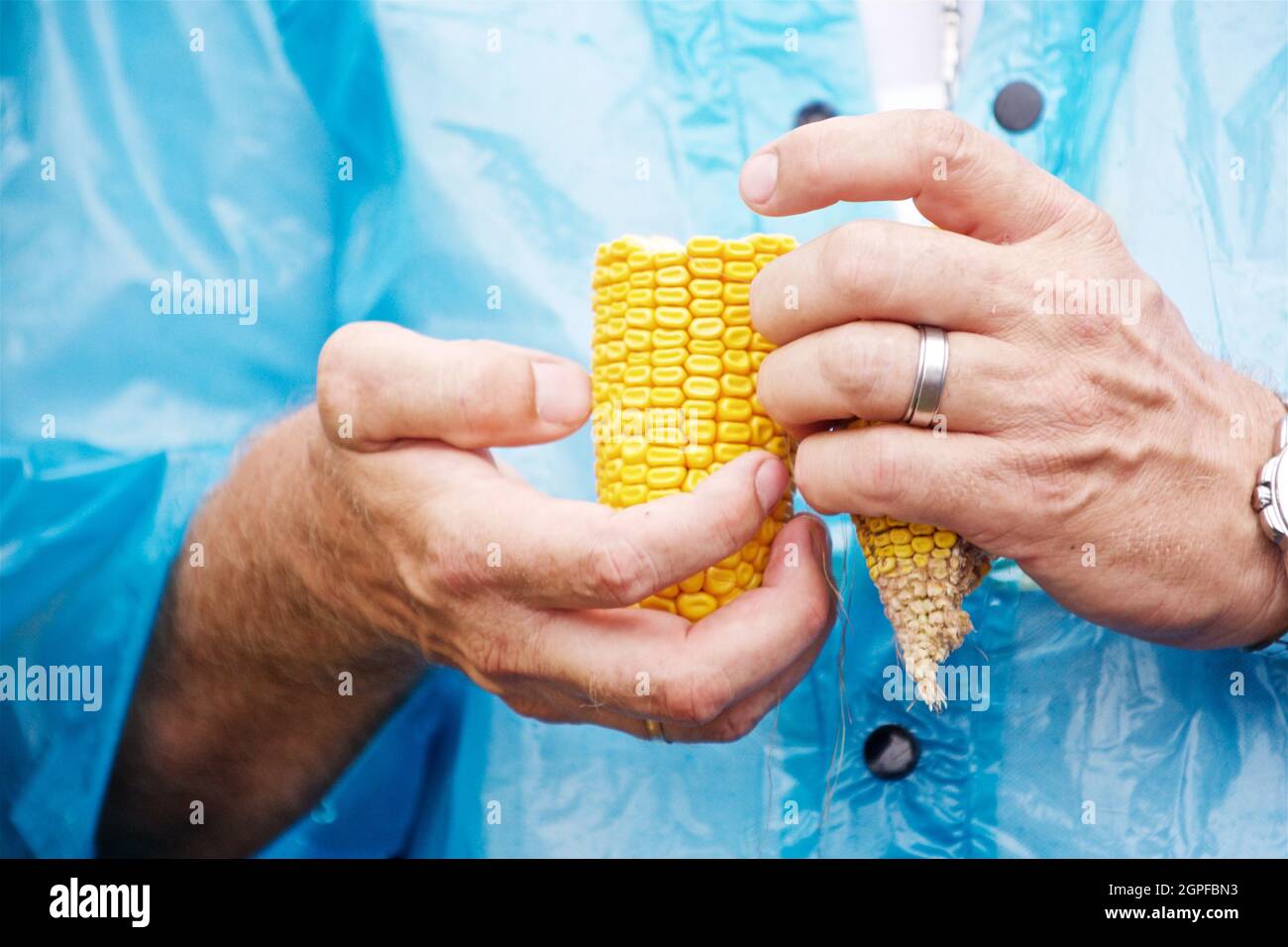 counting the number of grains in corn Stock Photo - Alamy