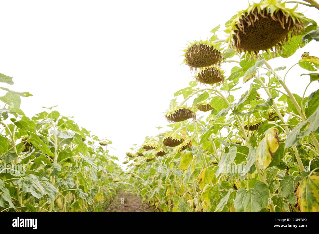 Dead sunflower field hi-res stock photography and images - Alamy