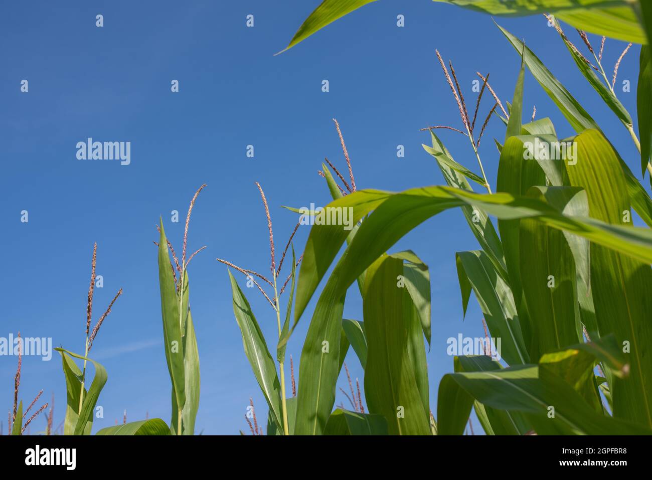 Blue corn food nobody hi-res stock photography and images - Alamy