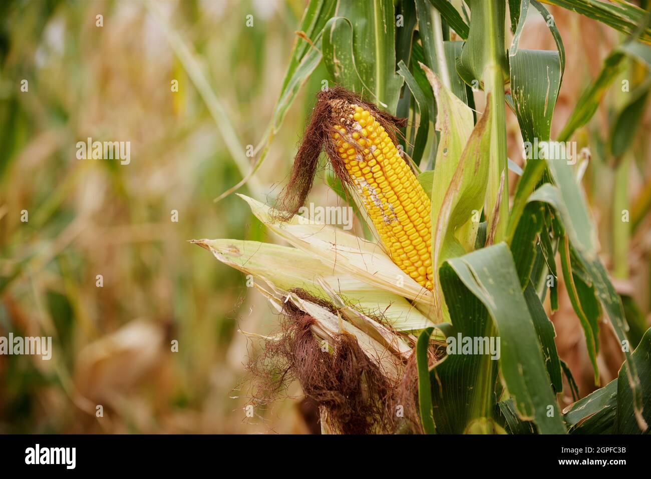 Mold on corn cob hi-res stock photography and images - Alamy