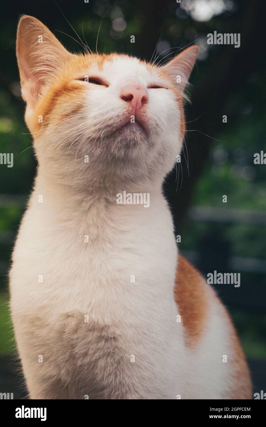 Beautiful cat chilling cats calm cats Stock Photo - Alamy