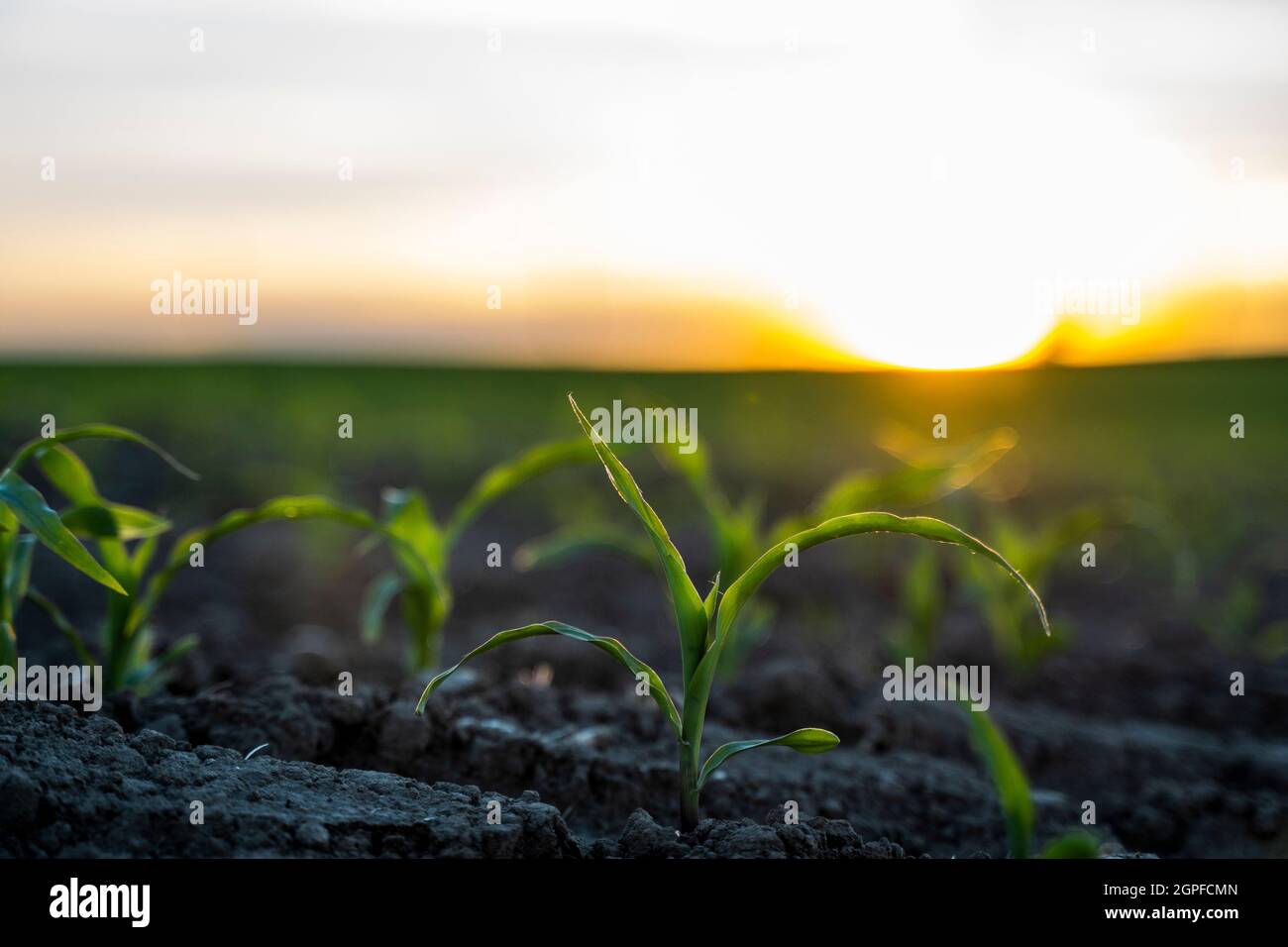 Growing young green corn seedling sprouts in cultivated agricultural ...