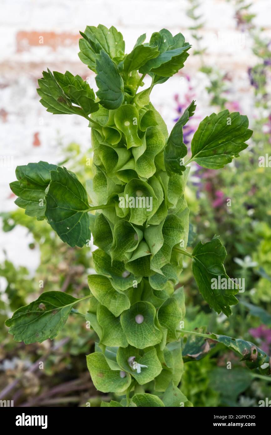 B laevis hi-res stock photography and images - Alamy