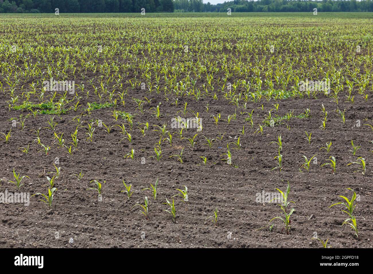 Young corn plant hi-res stock photography and images - Alamy