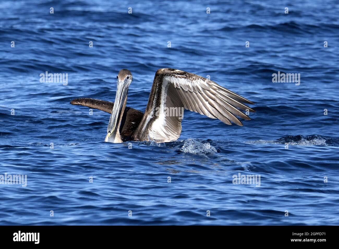 Pelican cabo san lucas baja hi-res stock photography and images - Alamy