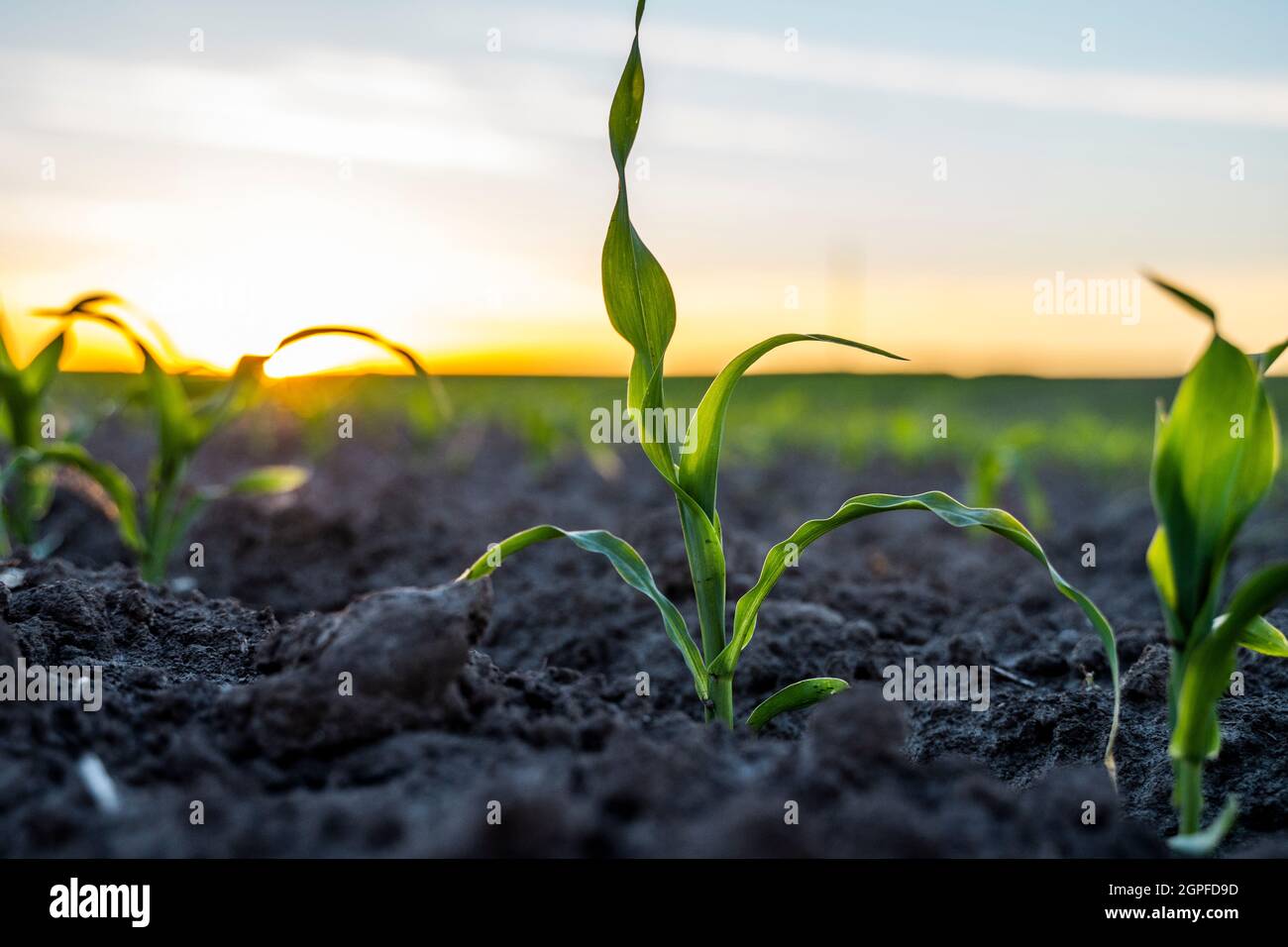 Growing young green corn seedling sprouts in cultivated agricultural ...