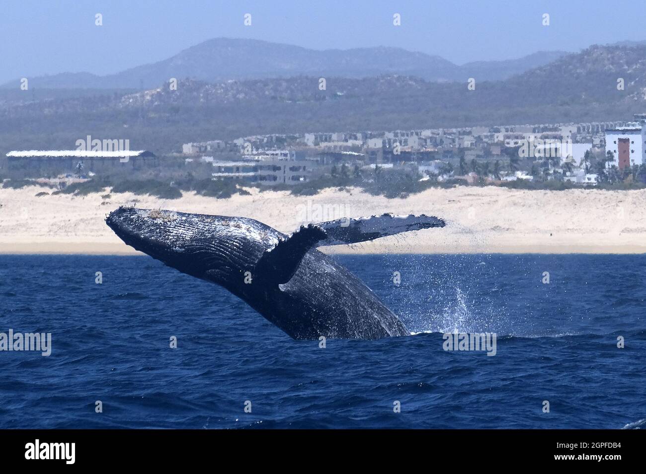 GREY WHALE BREACHING OFF THE COAST OF CABO SAN LUCAS IN BAJA CALIFORNIA ...