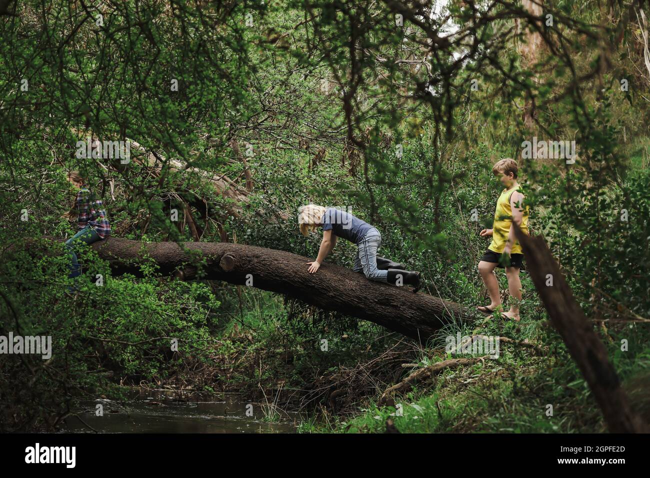 Child climbing tree australia hi-res stock photography and images - Alamy