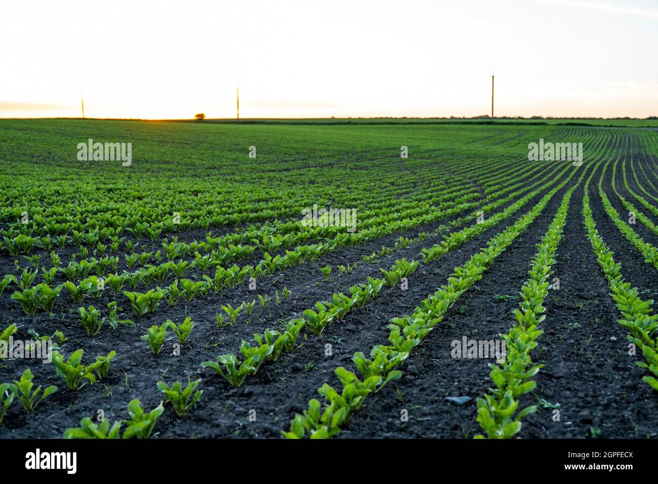 Straight rows of sugar beets growing in a soil in perspective on an ...