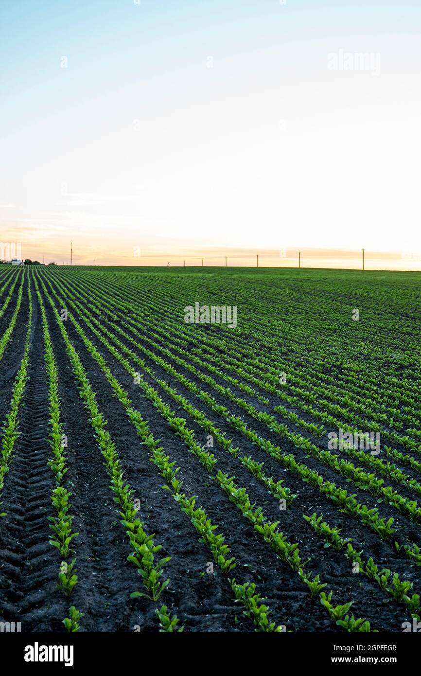 Straight rows of sugar beets growing in a soil in perspective on an ...
