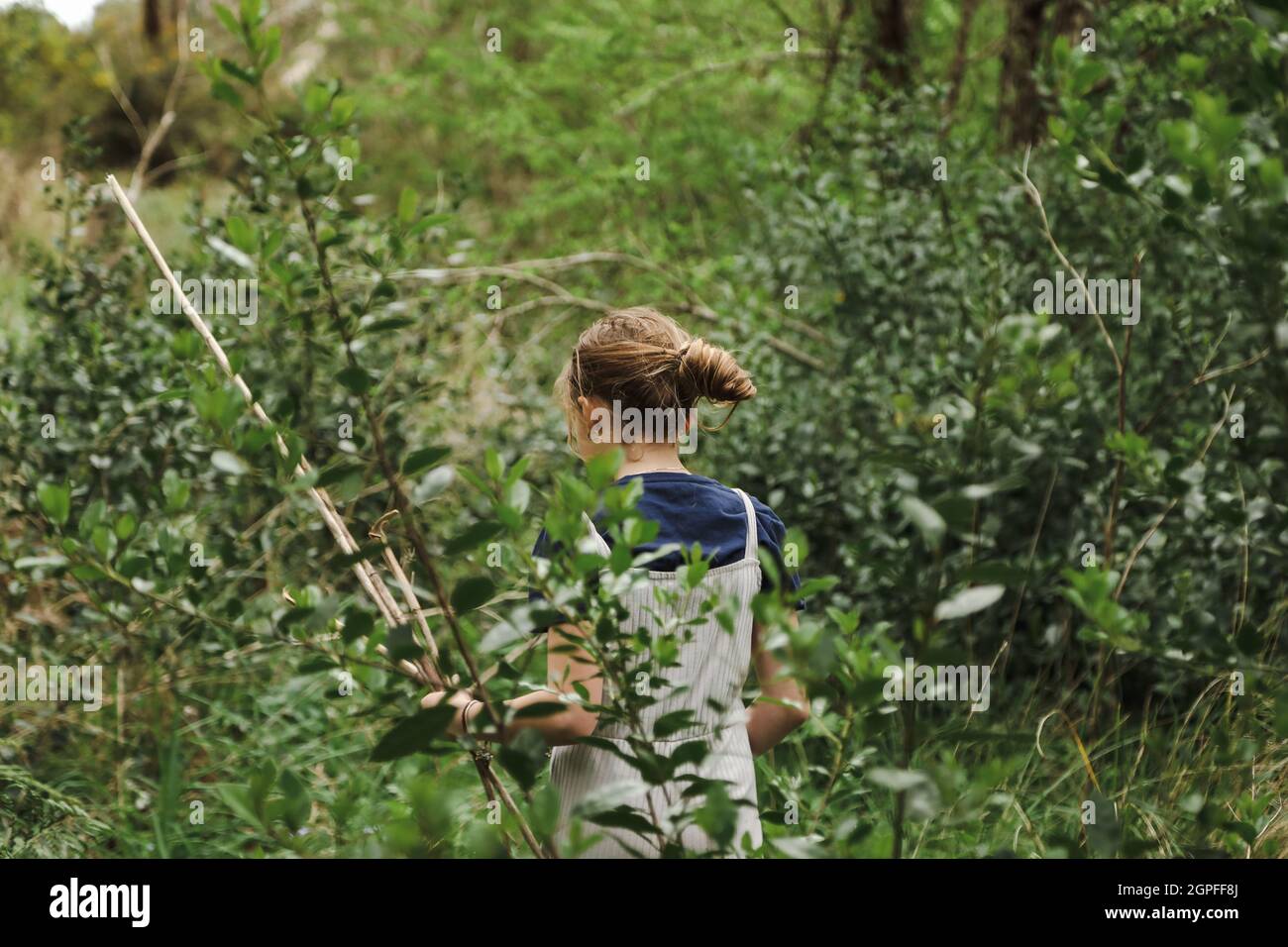 Little girl on bush walk collecting large sticks for campfire Stock ...