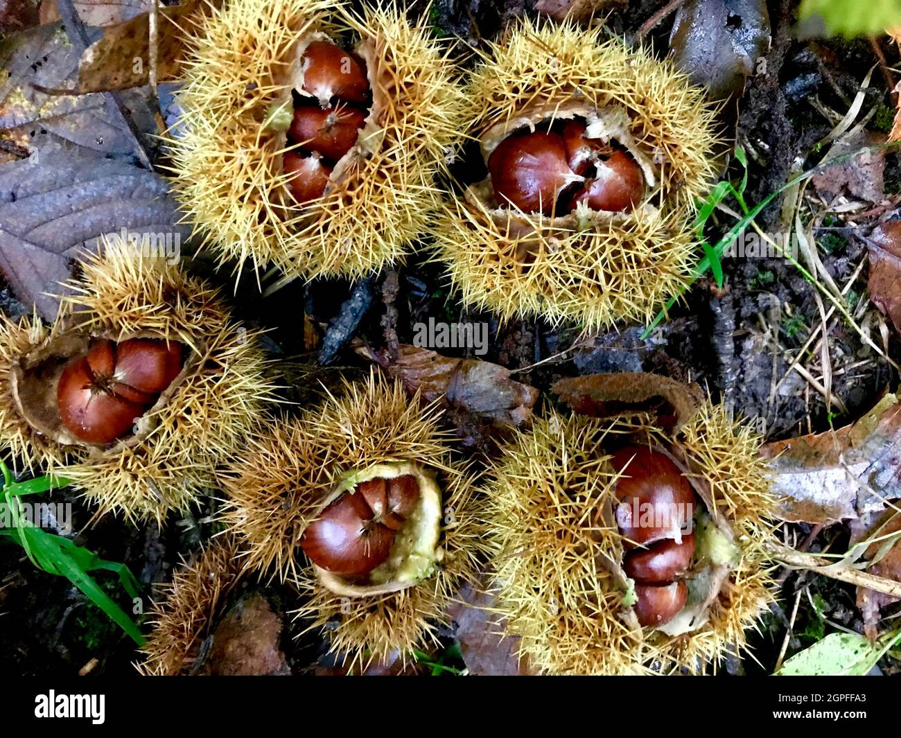 Group of 5 chestnuts hi-res stock photography and images - Alamy