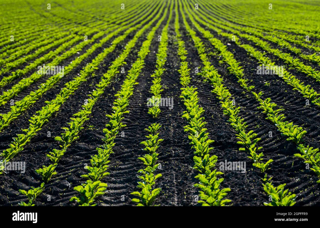 Straight rows of sugar beets growing in a soil in perspective on an ...