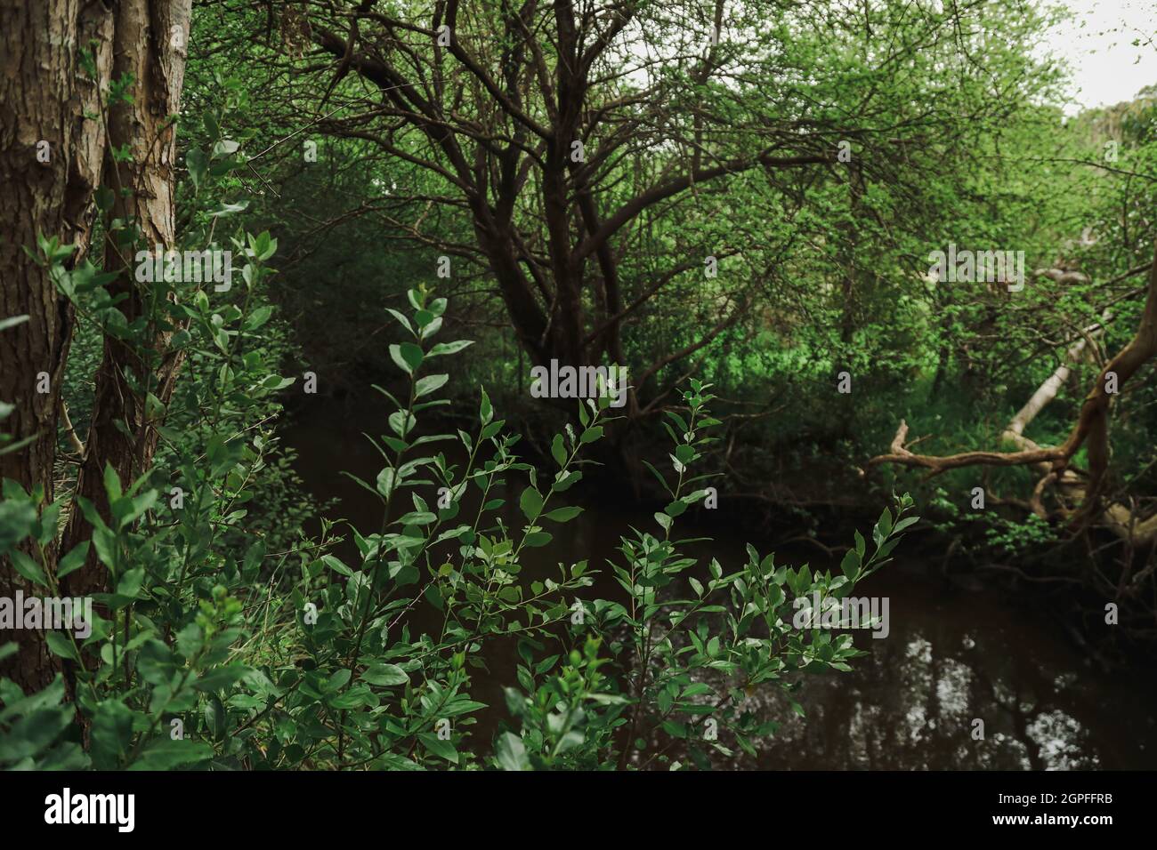 Creek in natural setting hi-res stock photography and images - Alamy