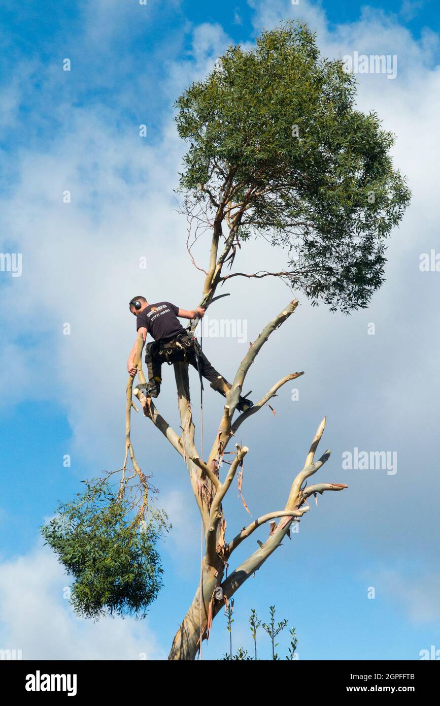 Tree Surgeon, working with ropes, sawing and cutting the branches off a ...