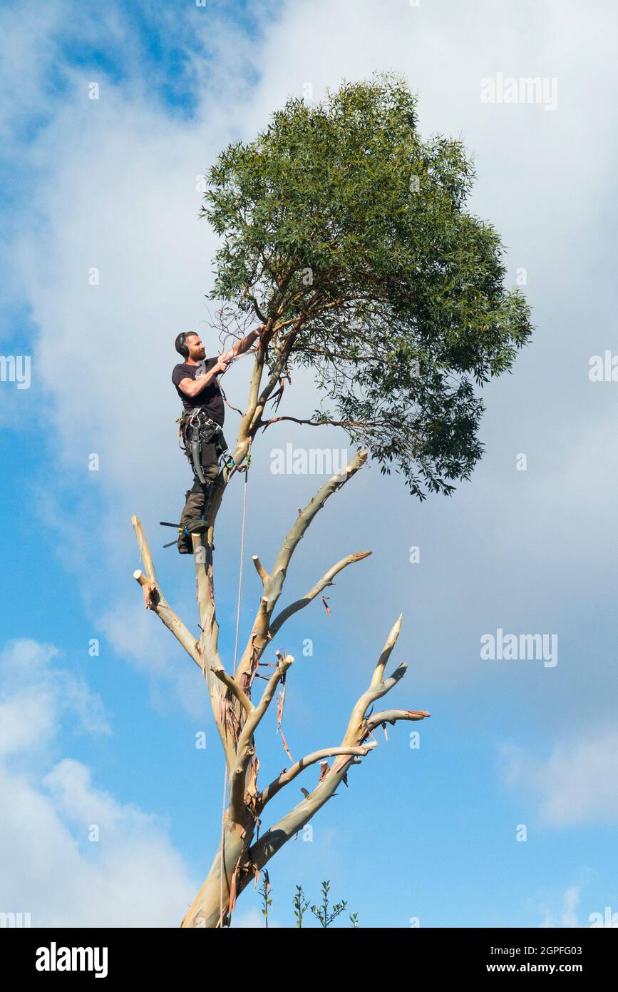 Tree Surgeon, working with ropes, sawing and cutting the branches off a ...