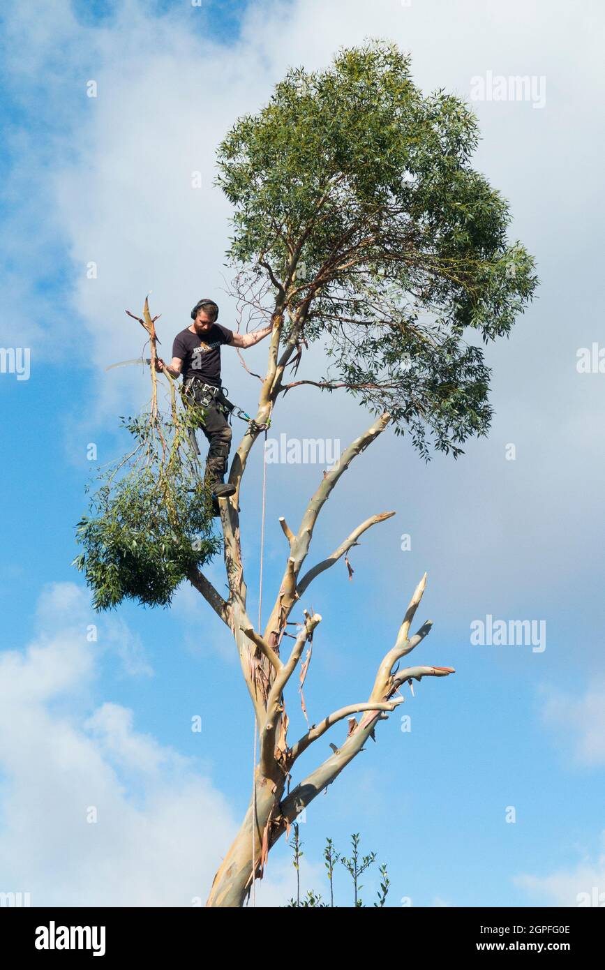 Tree Surgeon, working with ropes, sawing and cutting the branches off a ...