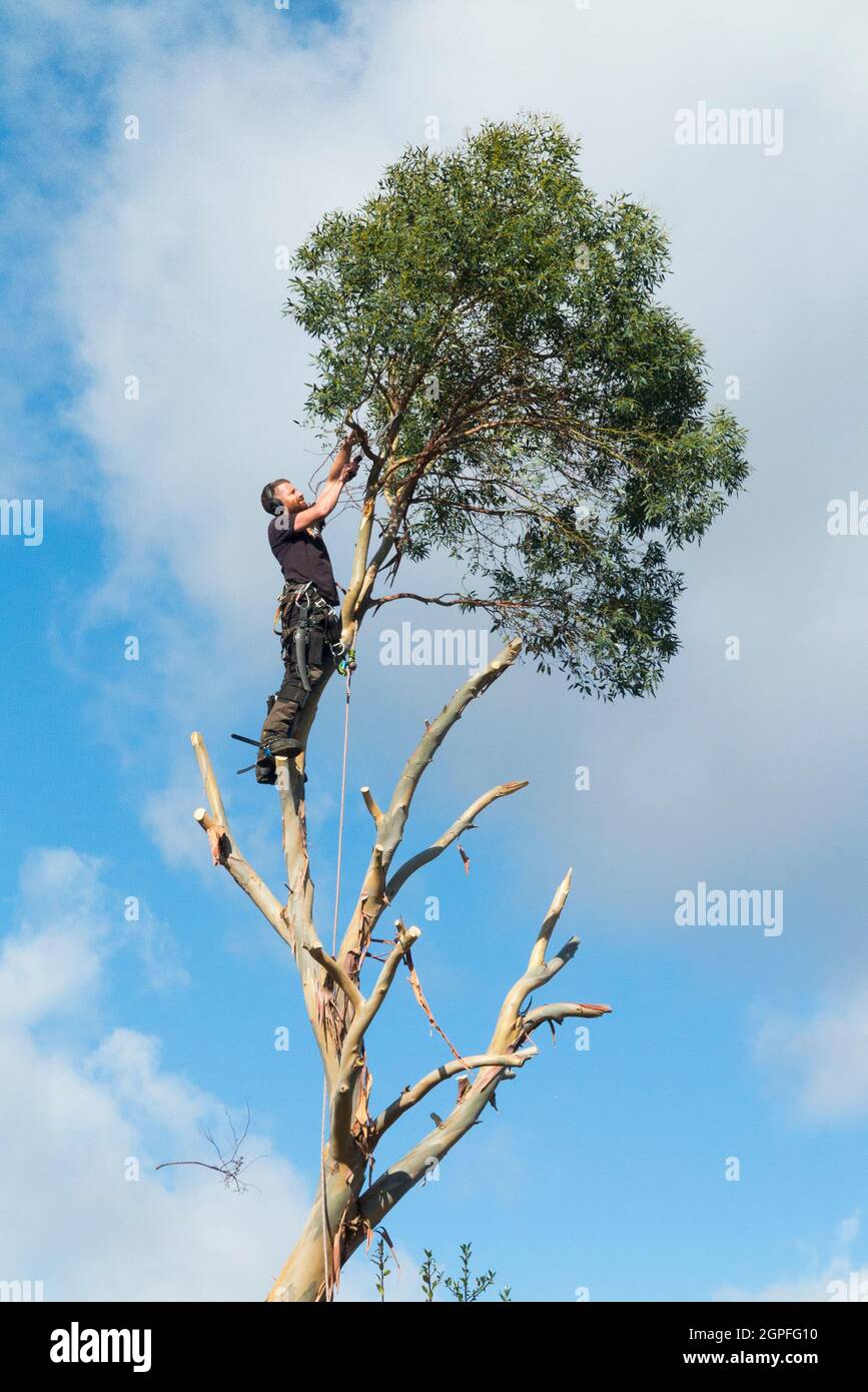 Cutting off branches hi-res stock photography and images - Alamy