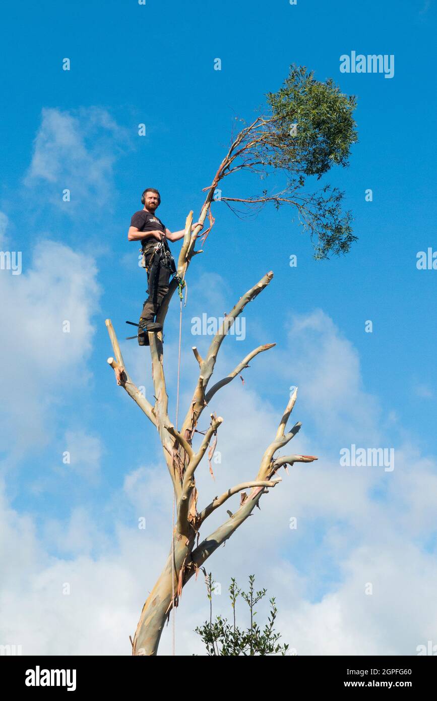 Tree Surgeon, working with ropes, sawing and cutting the branches off a ...