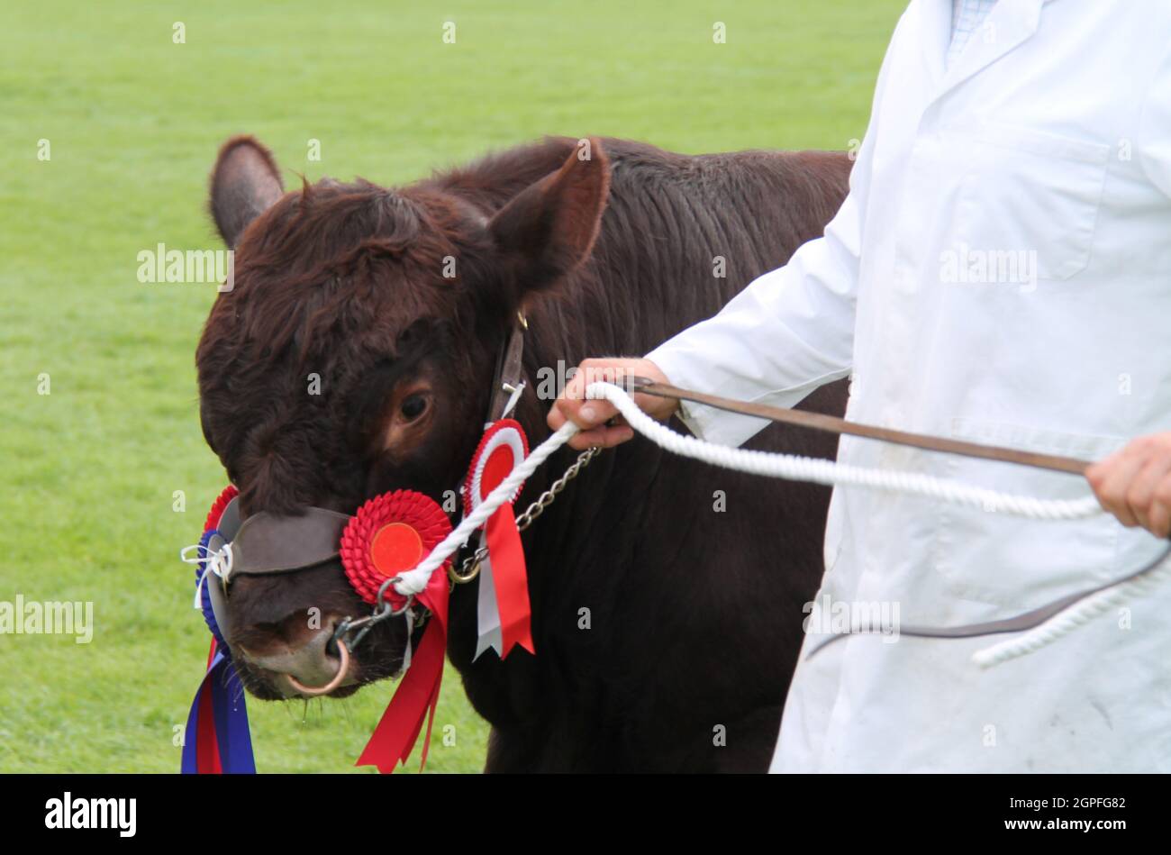 An Award Winning Lincoln Red Bull Animal Stock Photo - Alamy