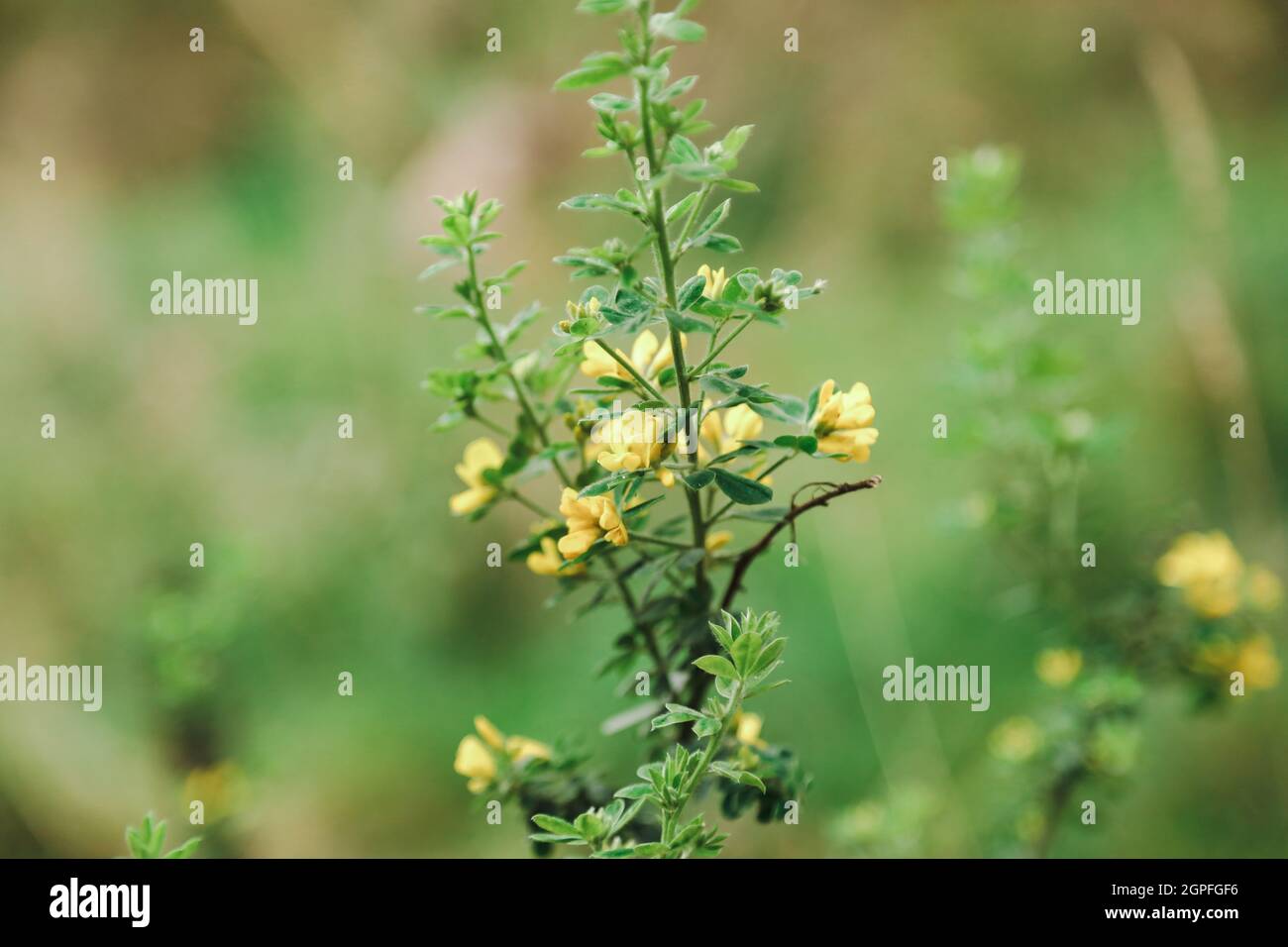 Dwarf Broom High Resolution Stock Photography and Images - Alamy