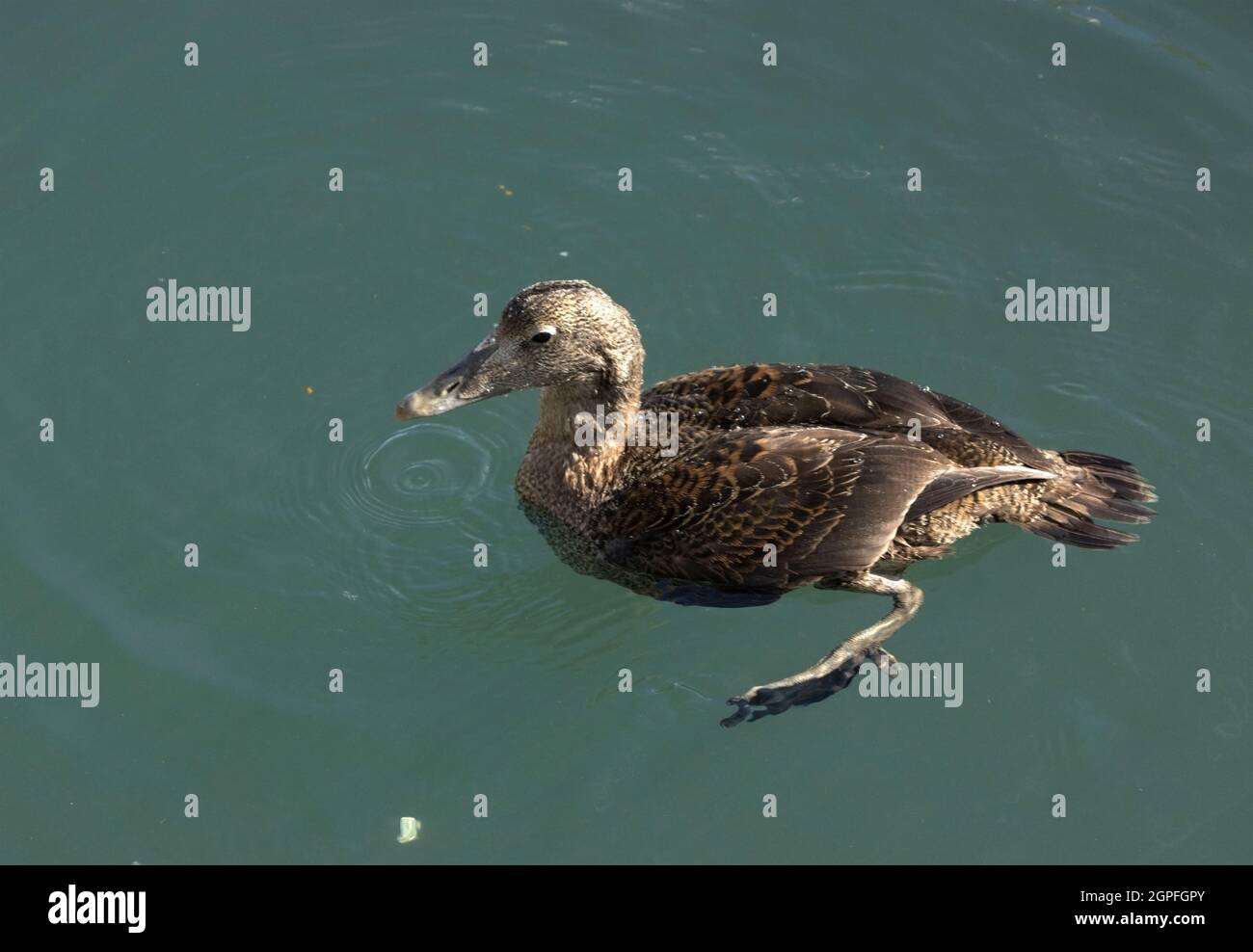 Duck Webbed Feet Swimming