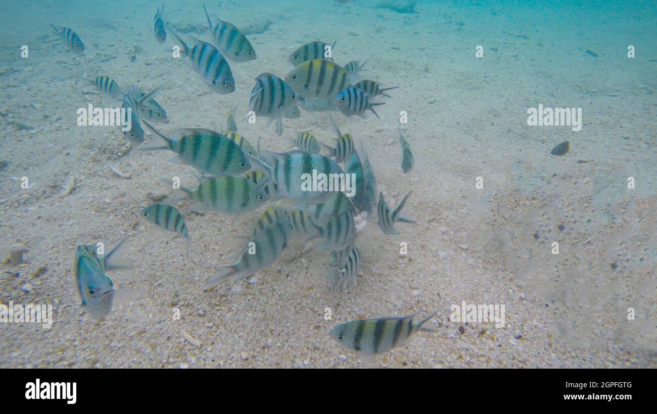 School of fish hunting for food on the sand. Selective focus points ...