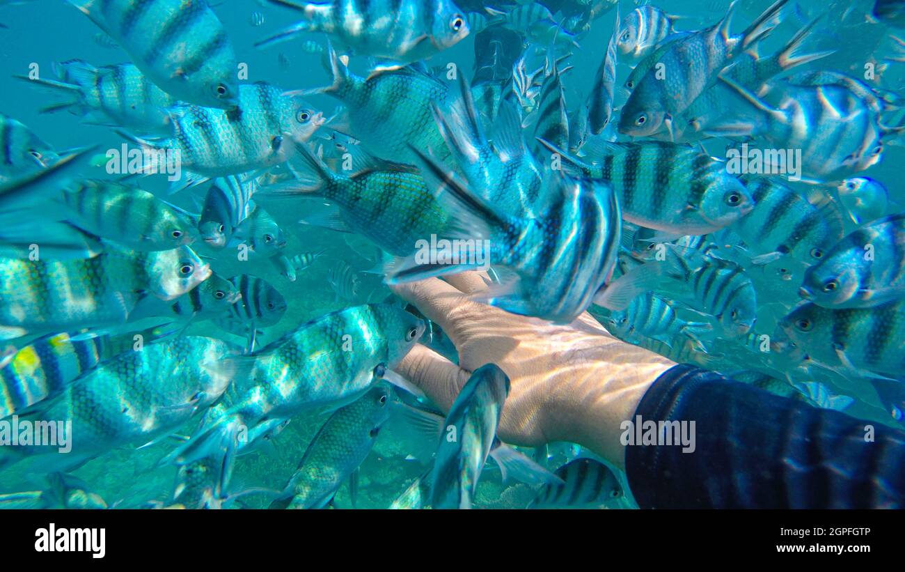 A school of fish hunting for food from a hand. selective focus points ...