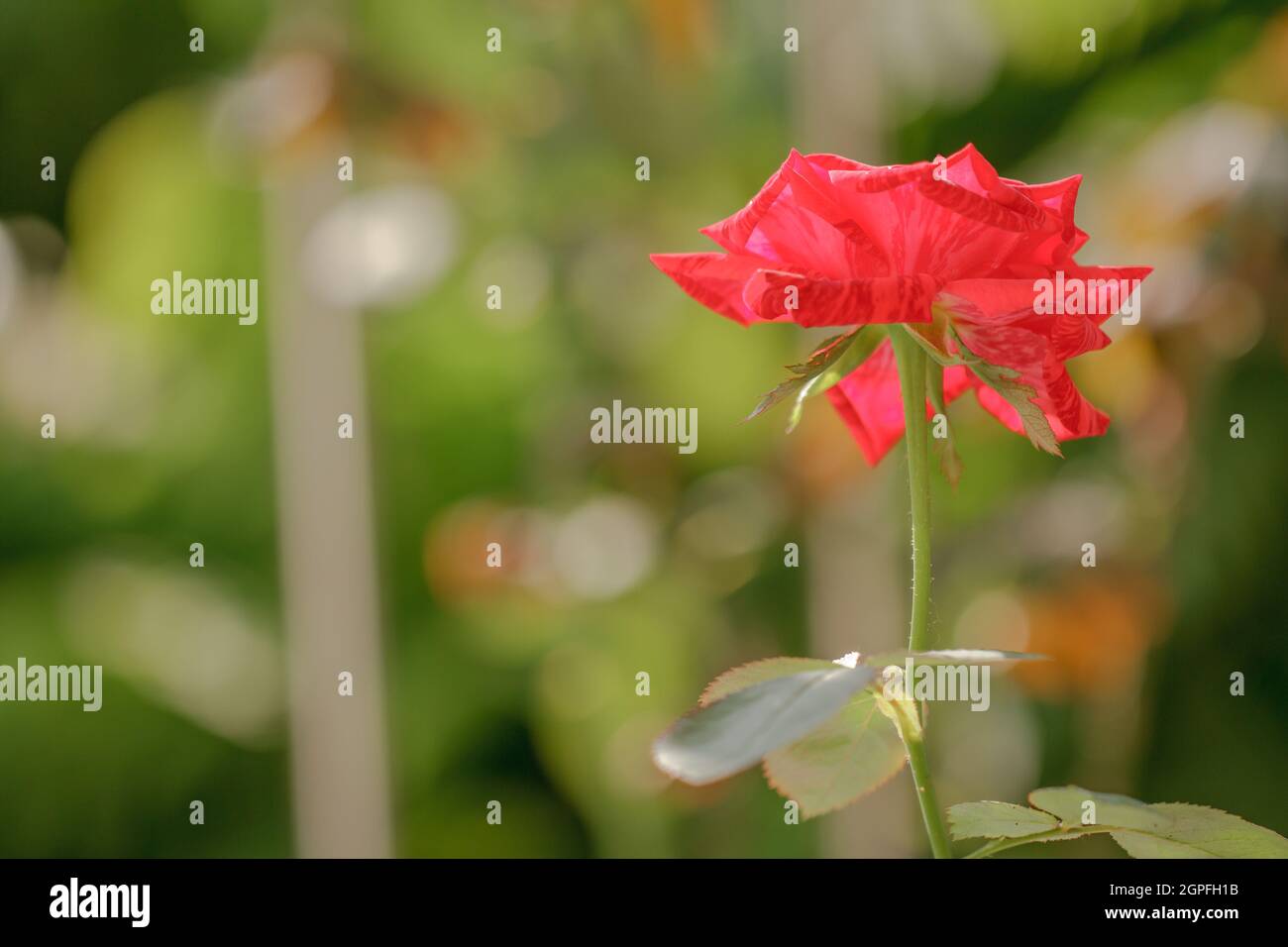 Red roses on shrub hi-res stock photography and images - Alamy