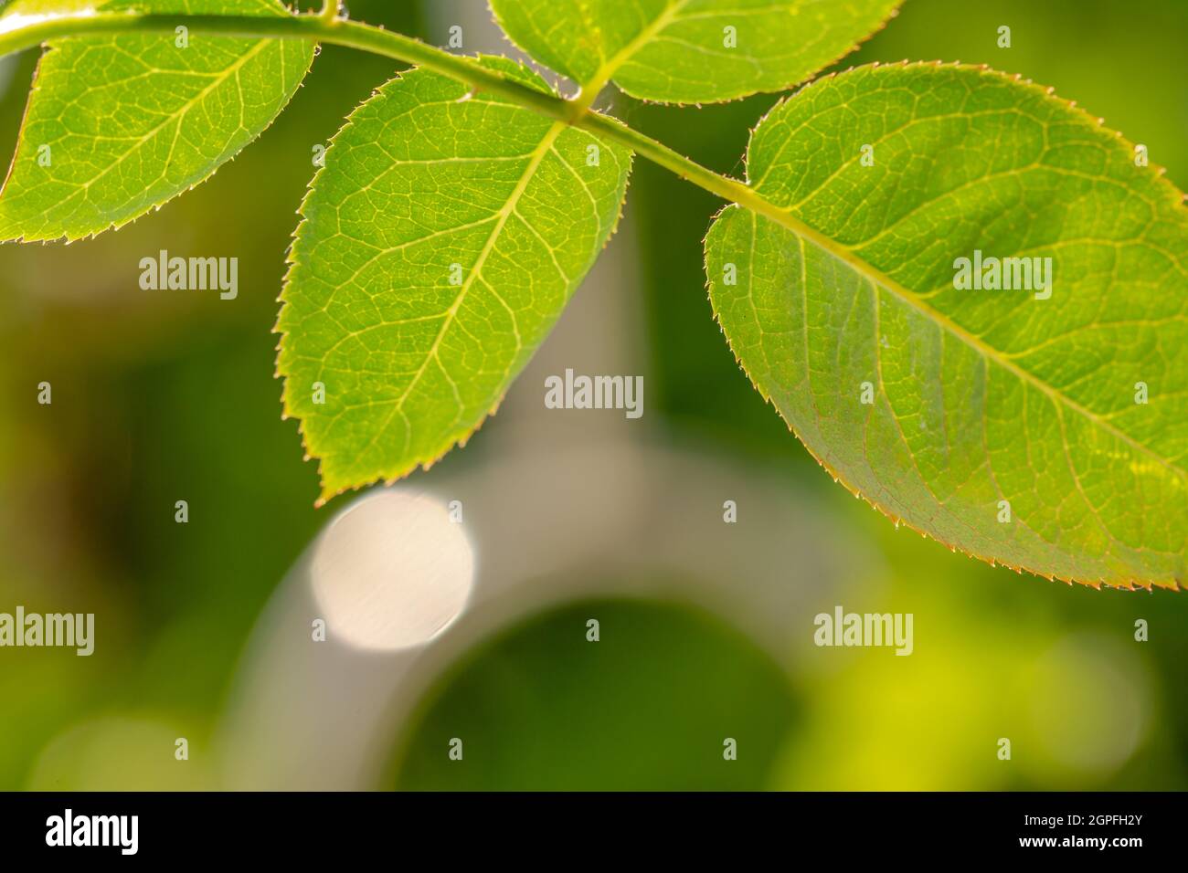 One red rose leaf stalk, clearly visible leaf skeleton Stock Photo - Alamy