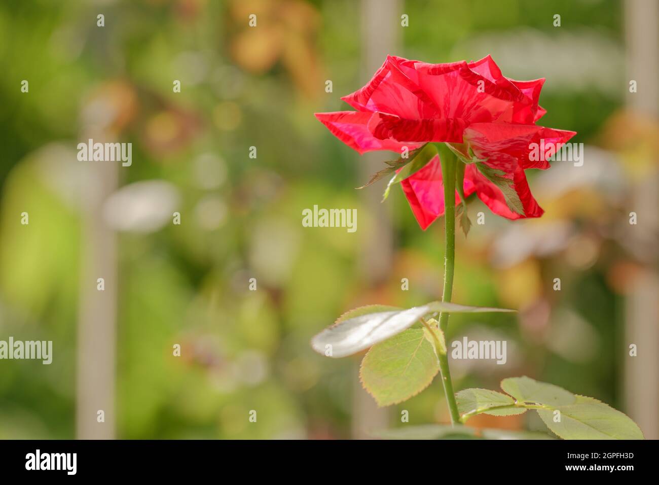 Striped red roses seen from the side on a green leaf background Stock ...