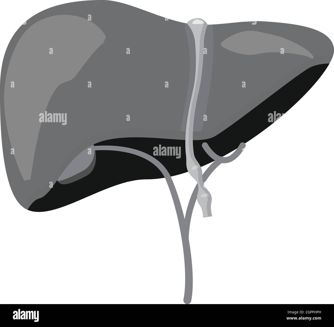 Human liver icon, gray monochrome style Stock Vector Image & Art - Alamy