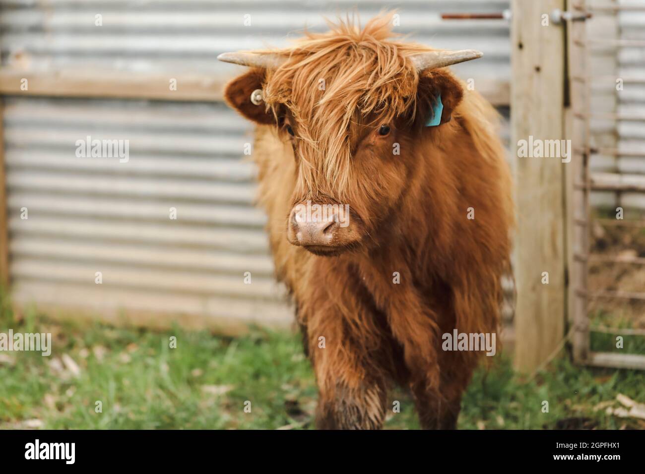 Steer in cattle hi-res stock photography and images - Alamy