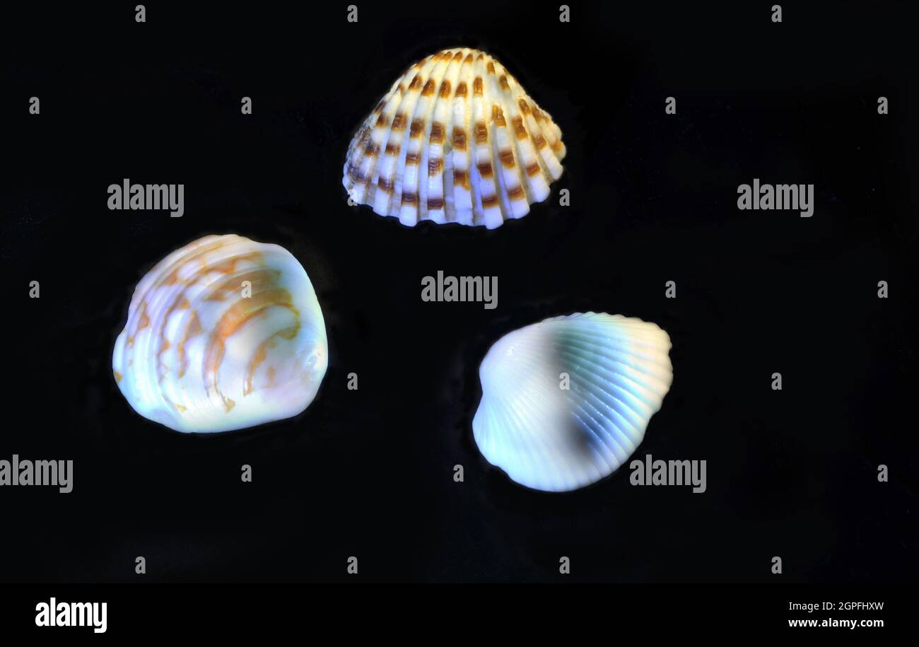 External shells hi-res stock photography and images - Alamy