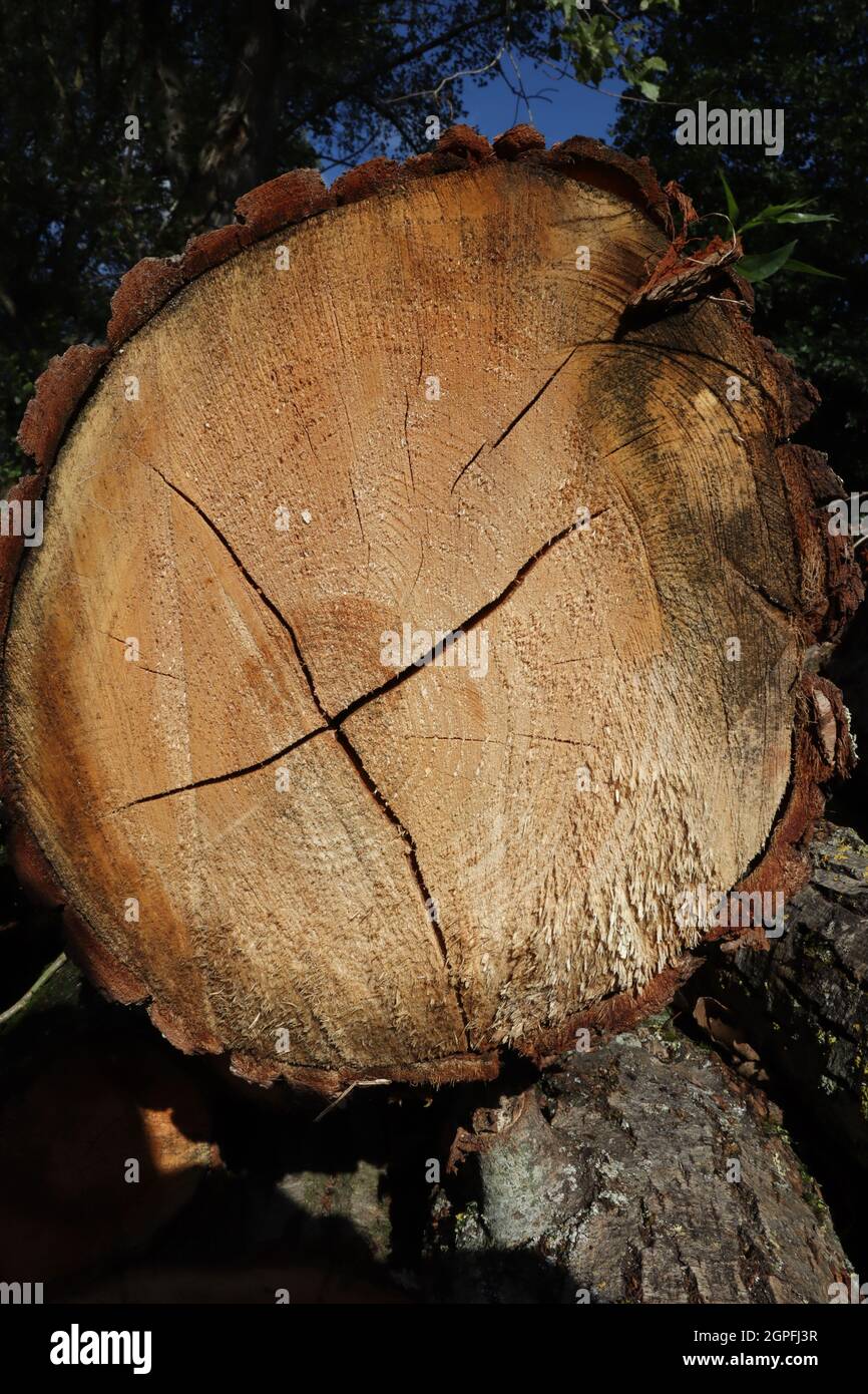 Sawn trees hi-res stock photography and images - Alamy