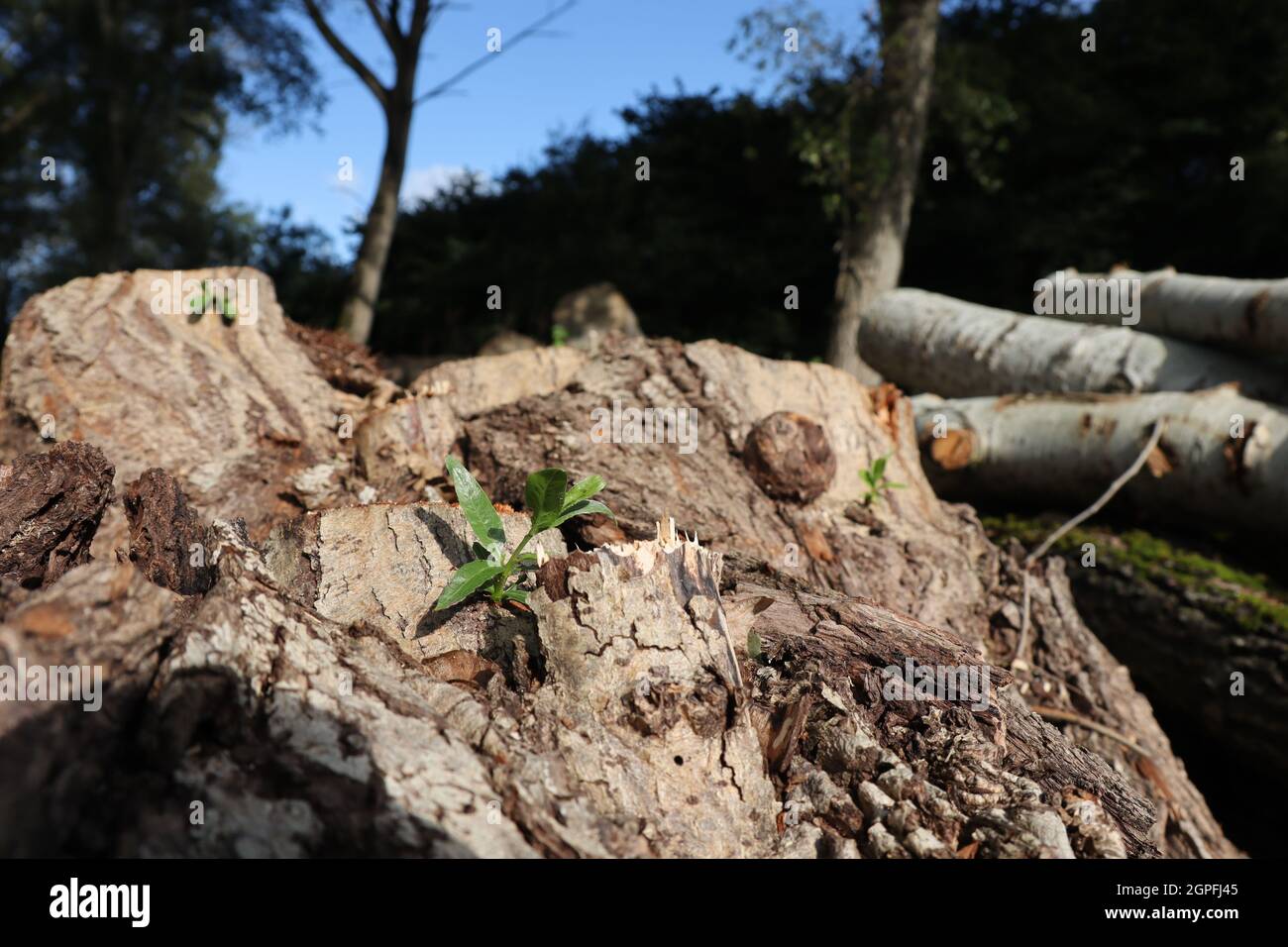 Felled tree sawn logs hi-res stock photography and images - Alamy