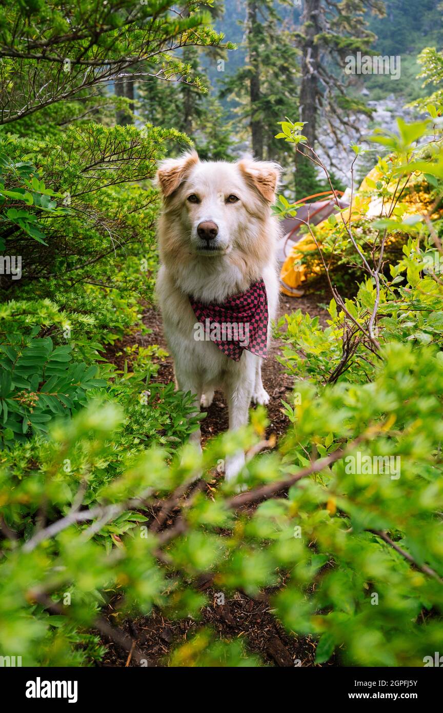 Regal dog wearing a bandana at camp Stock Photo - Alamy