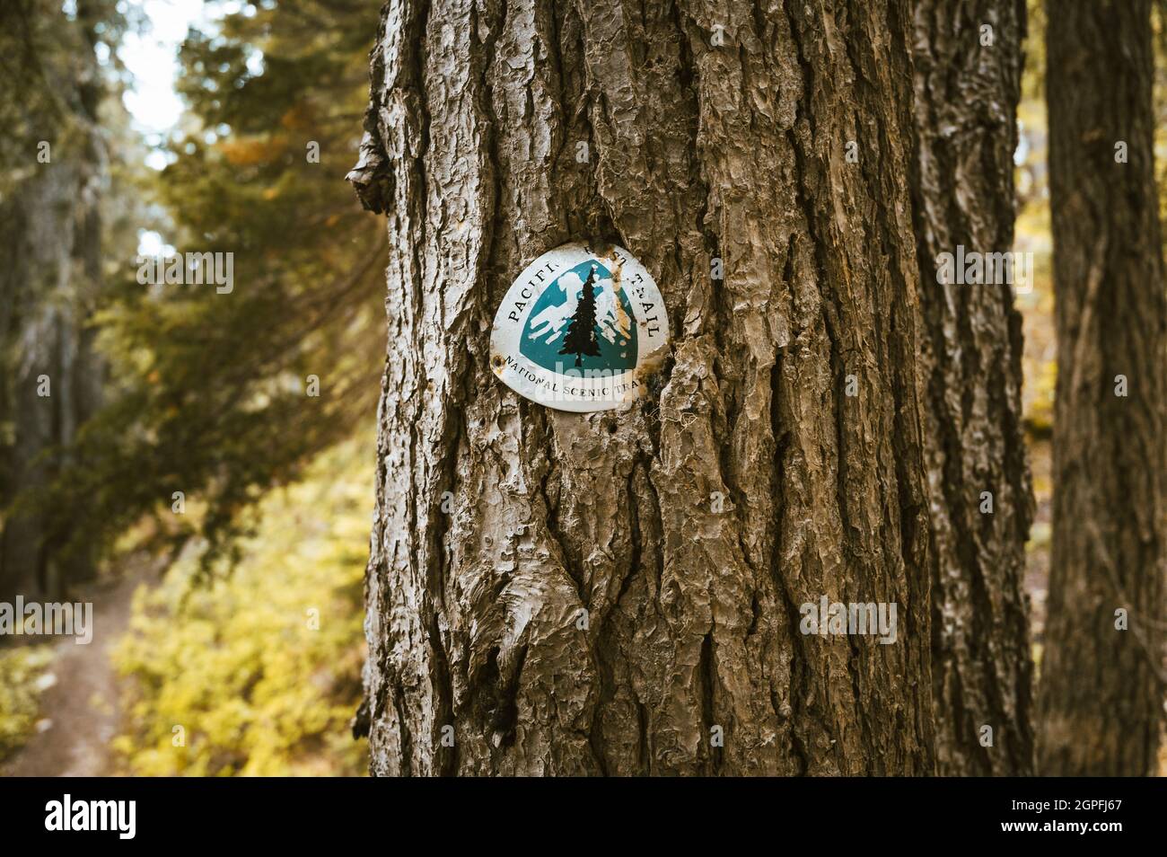 Pacific Crest Trail Sign Grown Into Tree In Washington State Stock ...