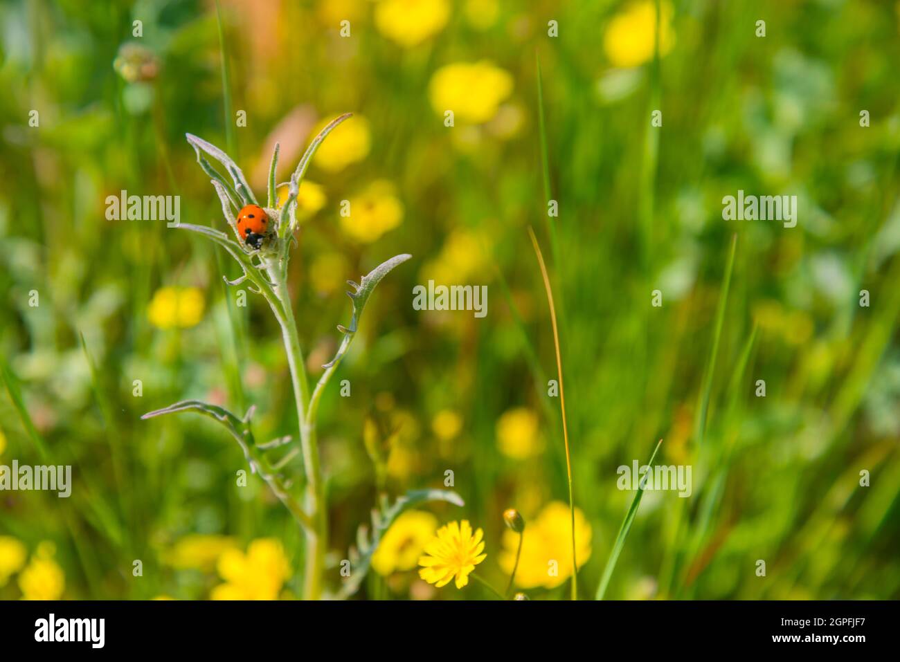 Ladybird on plant Stock Photo - Alamy
